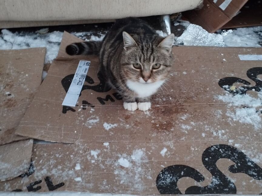 Котенок замерзает в коробке на помойке