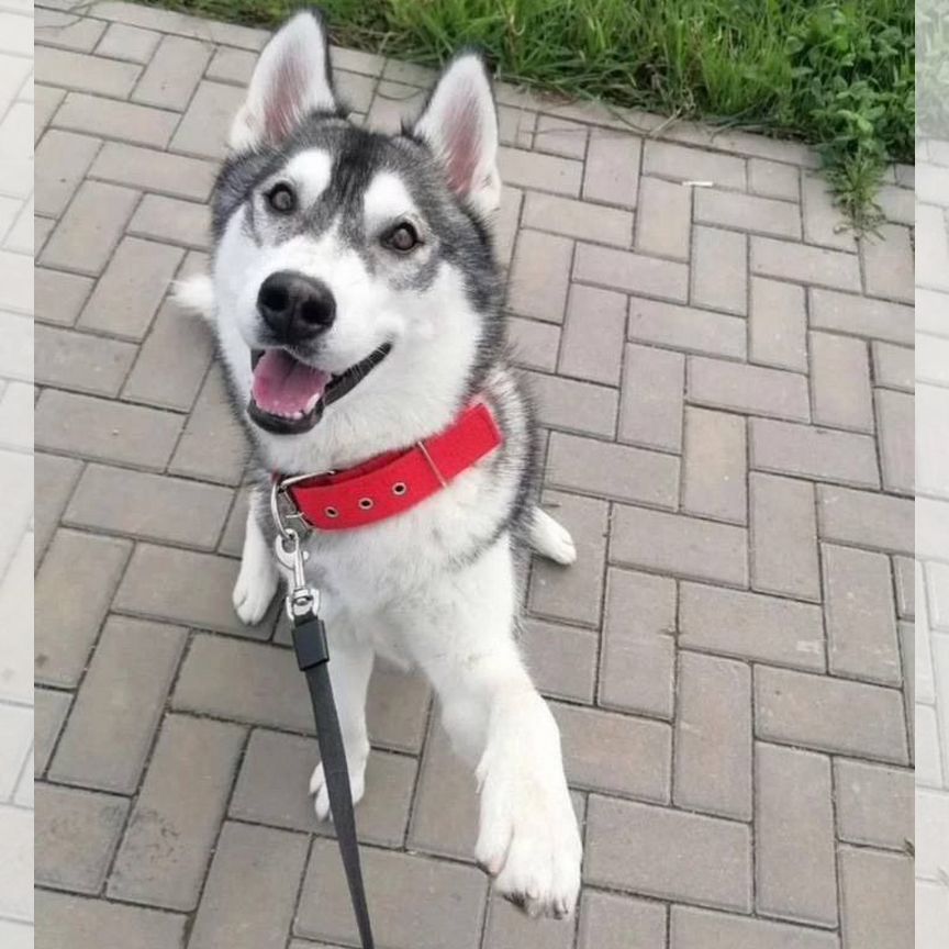 Сибирский хаски, взрослая собака