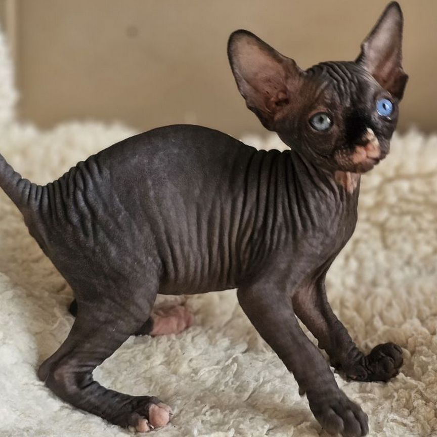 Канадский сфинкс котёнок