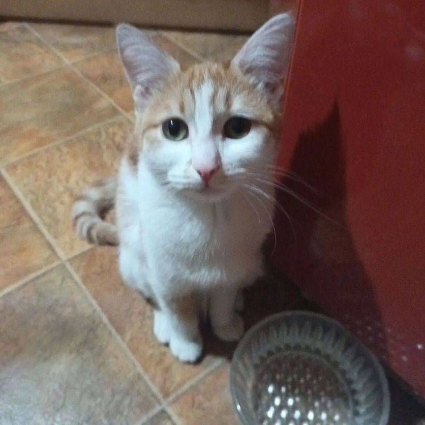 Котёнок в добрые руки