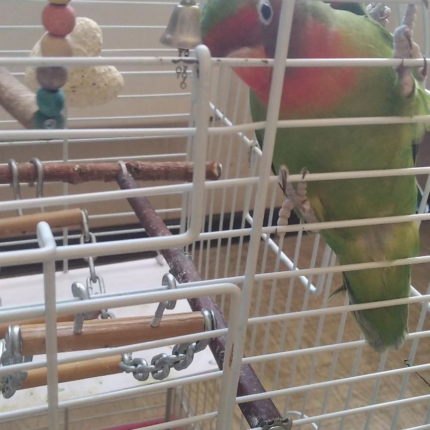 Попугаи неразлучники с клеткой