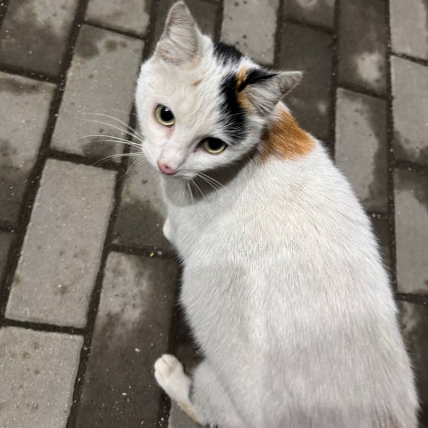 Бездомная маленькая кошечка