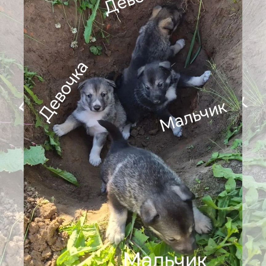 Западносибирская лайка, щенок