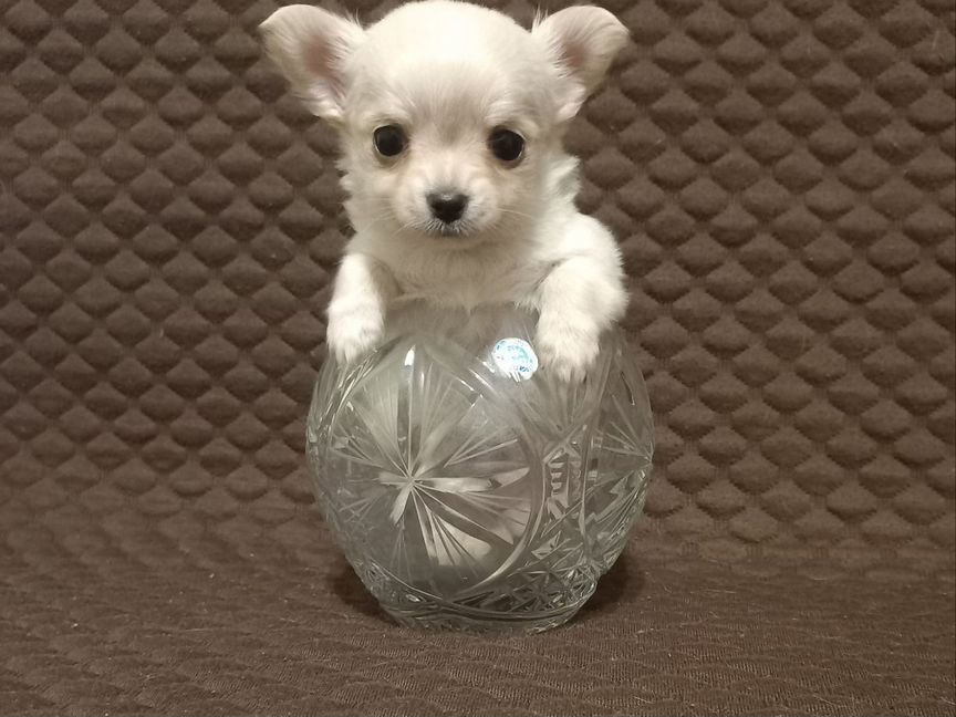 Щенки чихуахуа