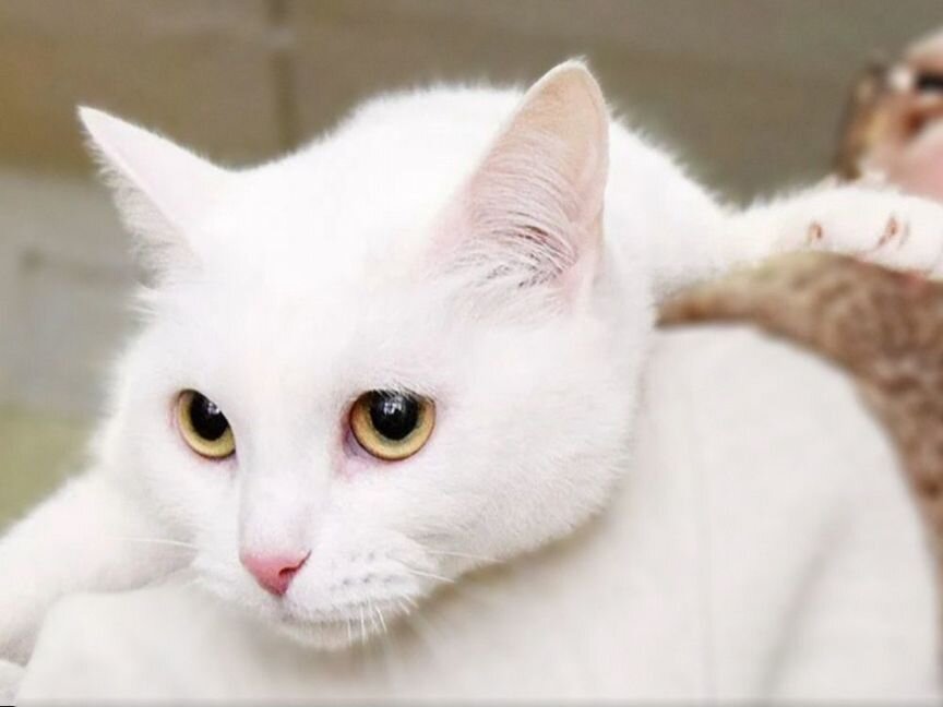 Абсолютно белая кошка в дар