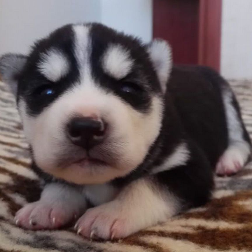 Сибирский хаски, щенок
