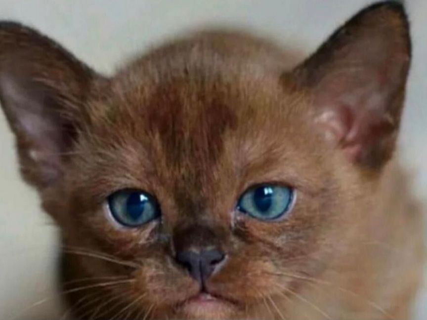 Бурманские котята