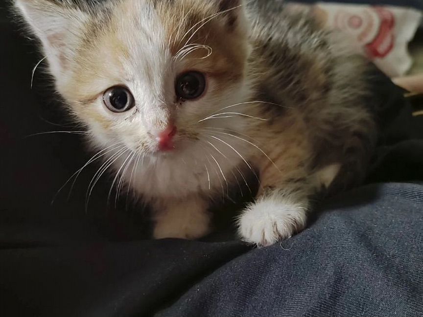 Домашние животные котята