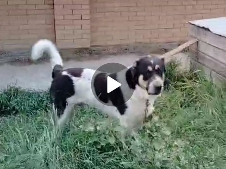 Продаю собаку