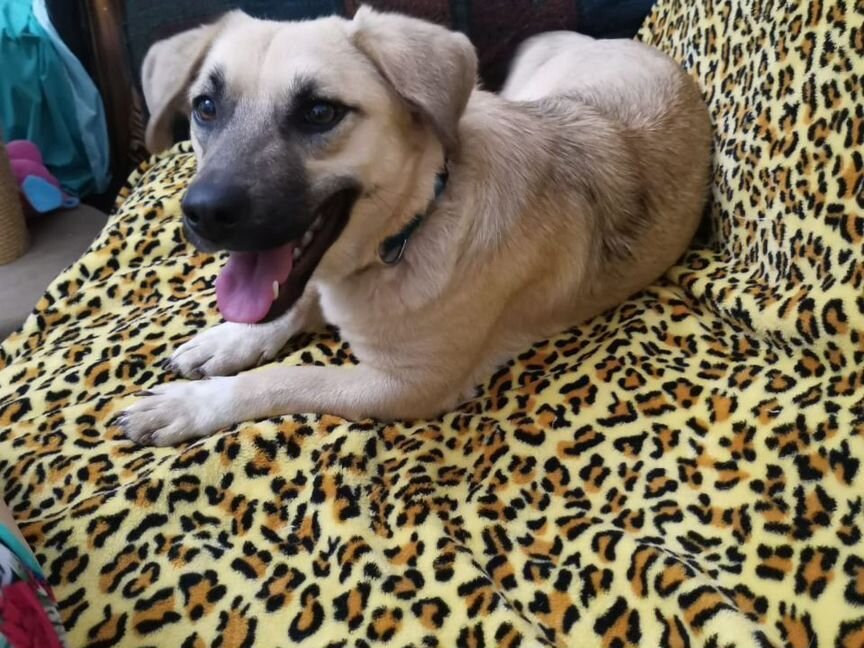 Маленькая собачка в добрые руки