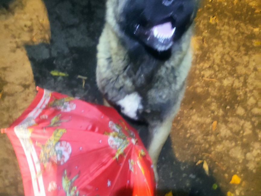 Отходы для животных