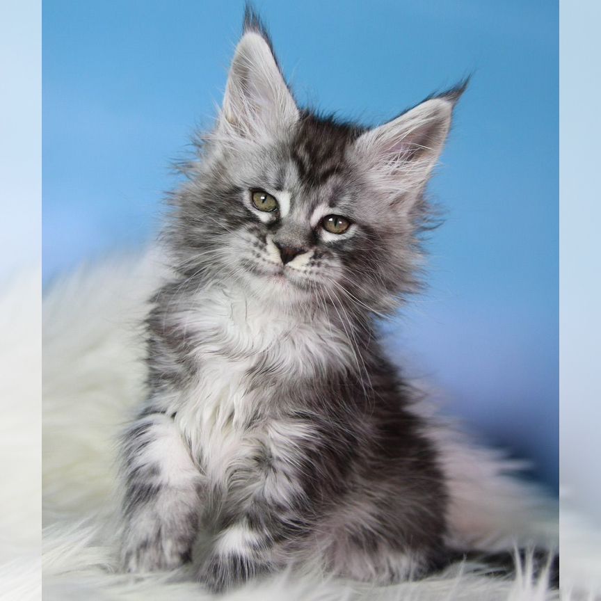 Мейн-кун котёнок