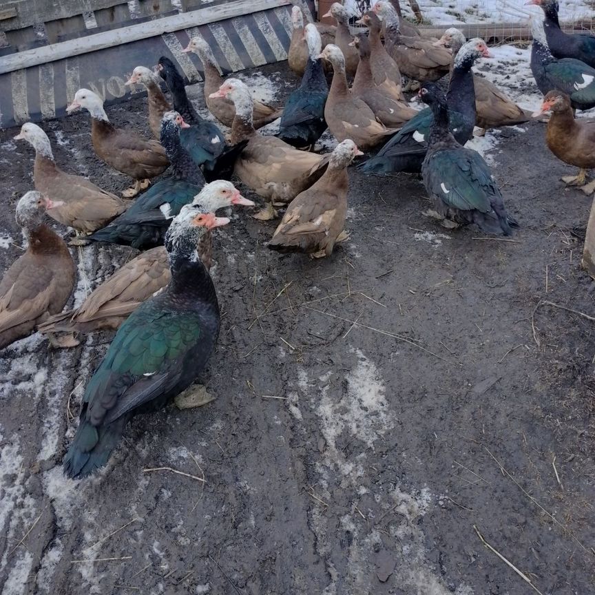 Мускусные утки