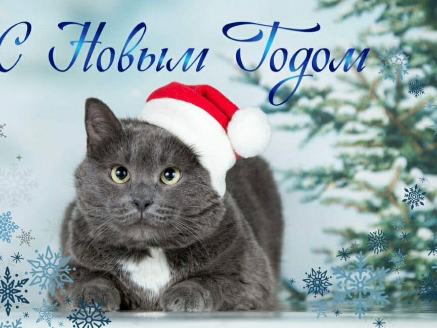 Кошка Плюша в дар