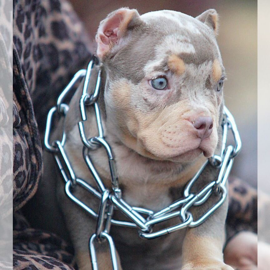 Американский булли, щенок