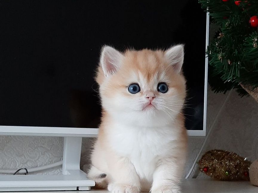 Золотые шиншиллы
