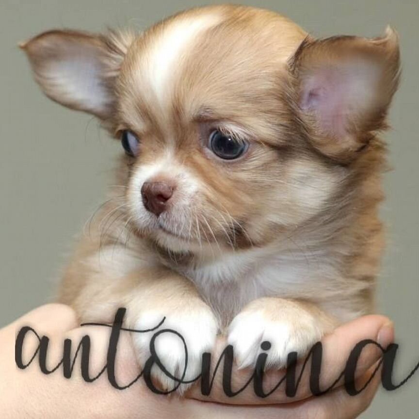 Чихуахуа, щенок