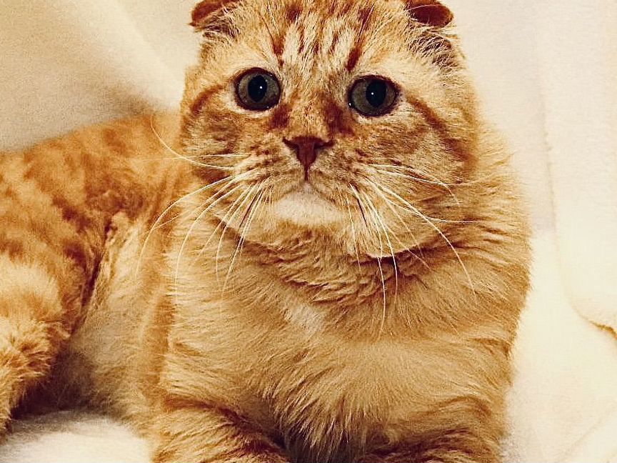 Большой выбор кошек из приютов в дар