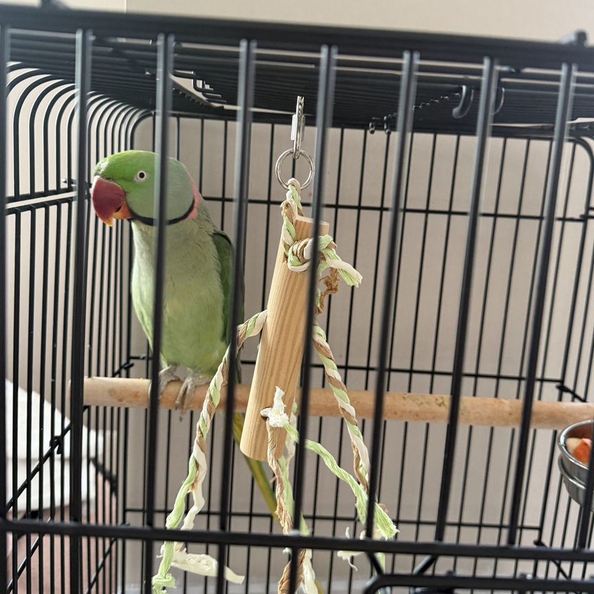 Александрийский ожереловый попугай