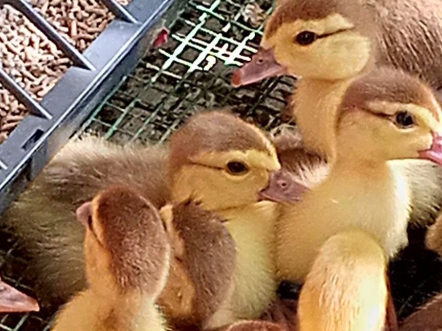 Индоутята тяжелой линии