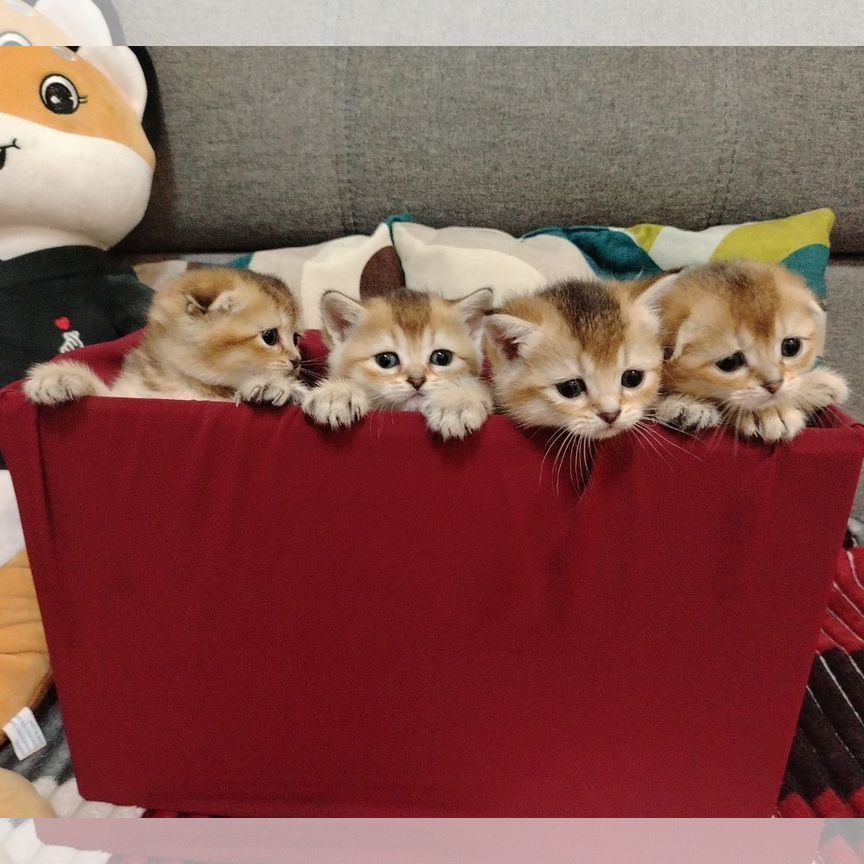 Шотландский вислоухий короткошёрстный котёнок