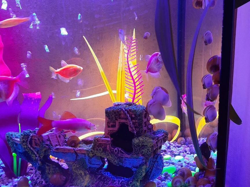 Улитки аквариумные ампулярии