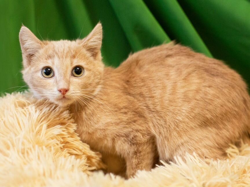 Котенок Персей мечтает о доме