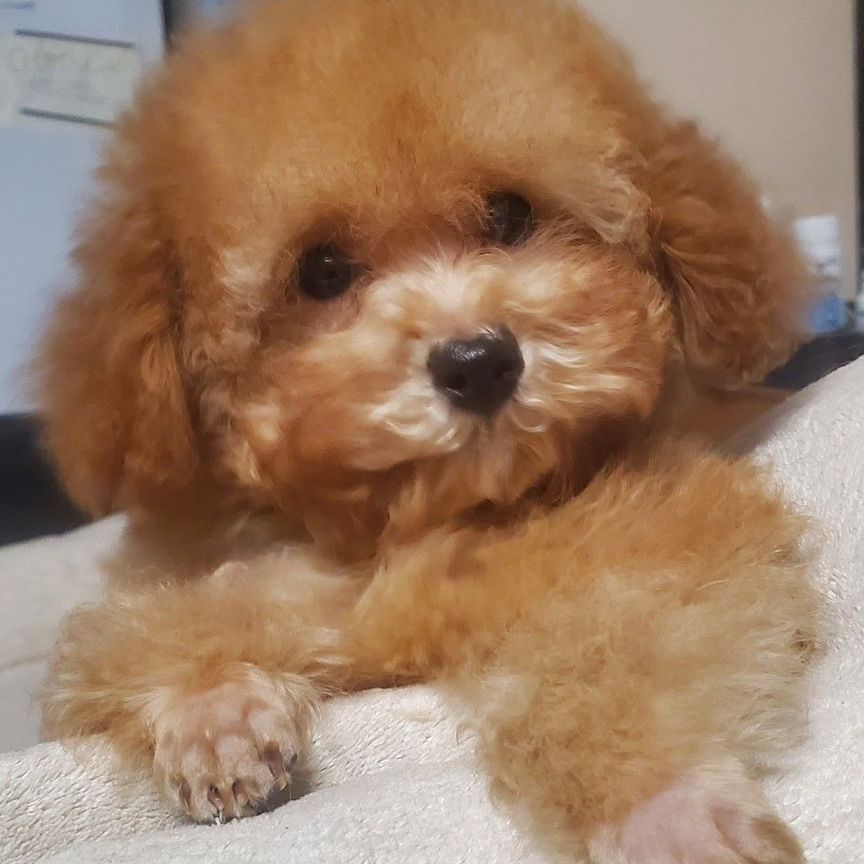 Той-пудель девочка