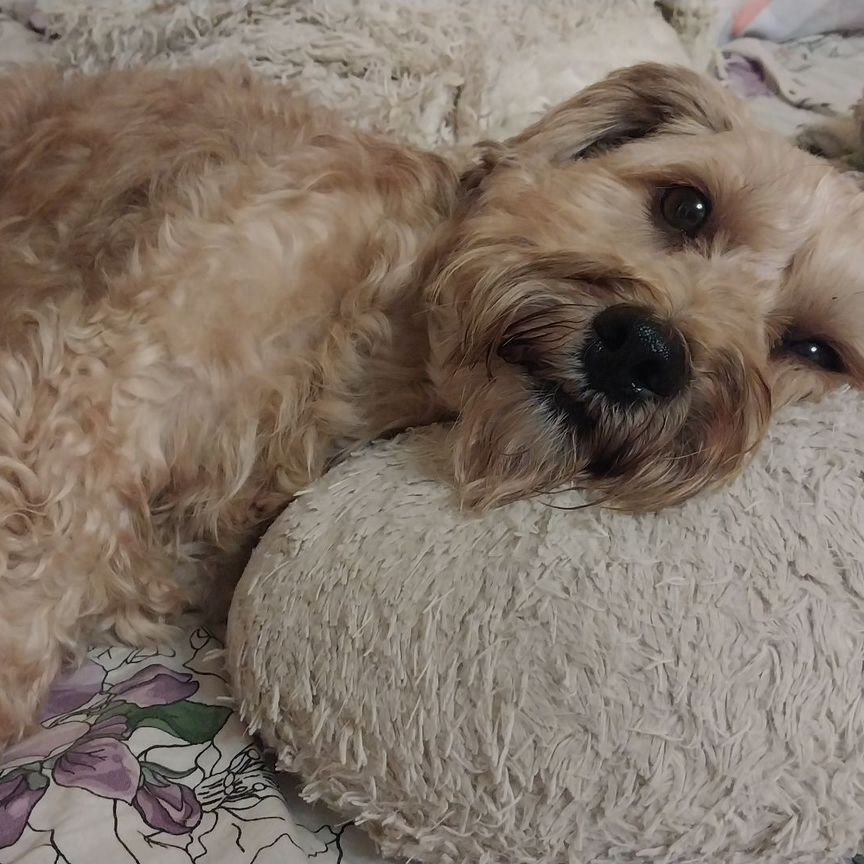 Ищет дом кобель 30 см в холке