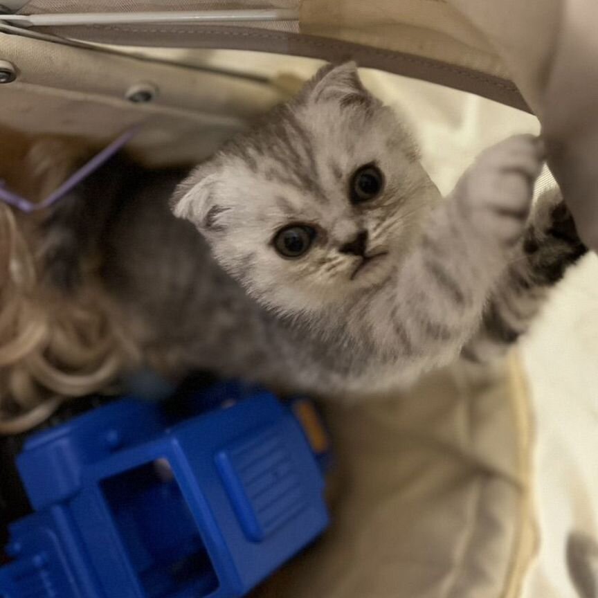 Шоколадные котята