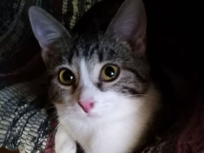 Котёнок, мраморный окрас