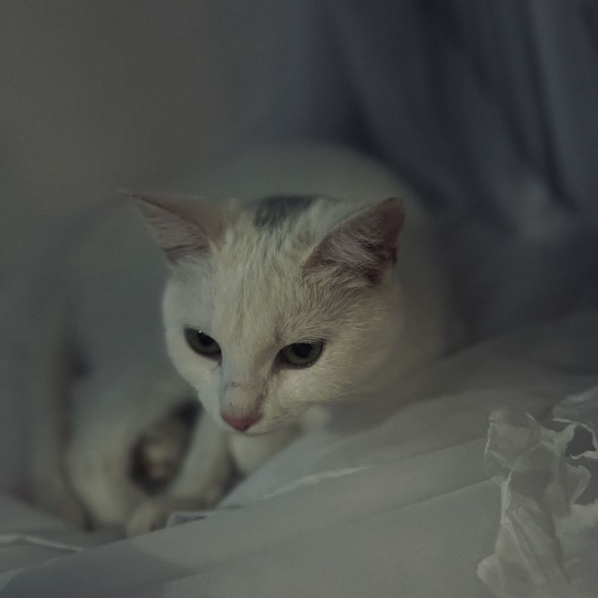 Кошка в добрые руки