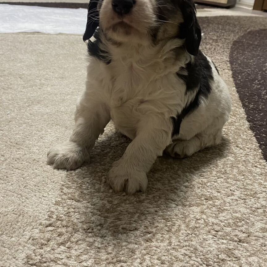 Щенок в добрые руки