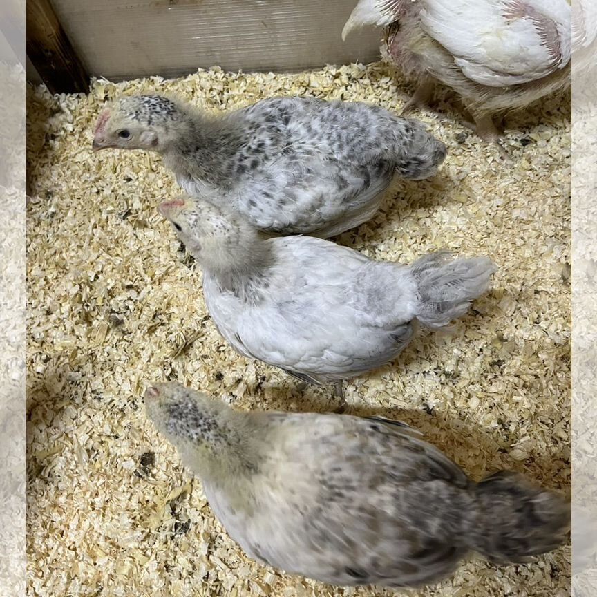 Цыплята Грей Мастер