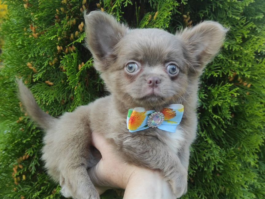 Лиловый мальчик чихуахуа