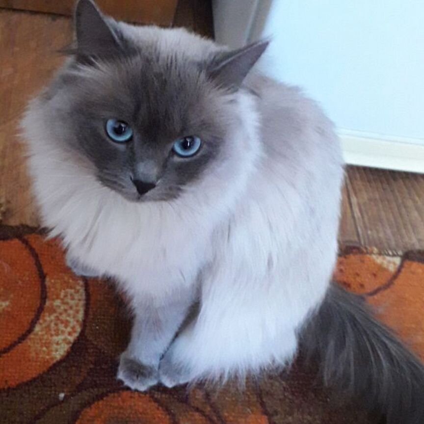 Ищем жениха