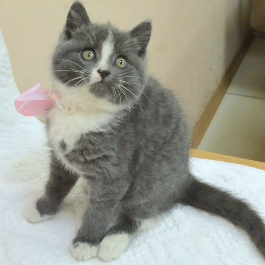 Котёнок в добрые руки