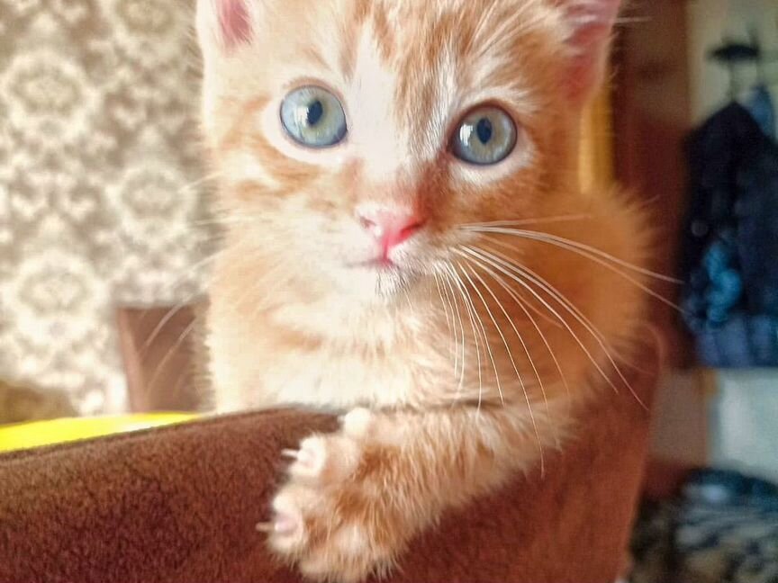 Котенок в добрые руки