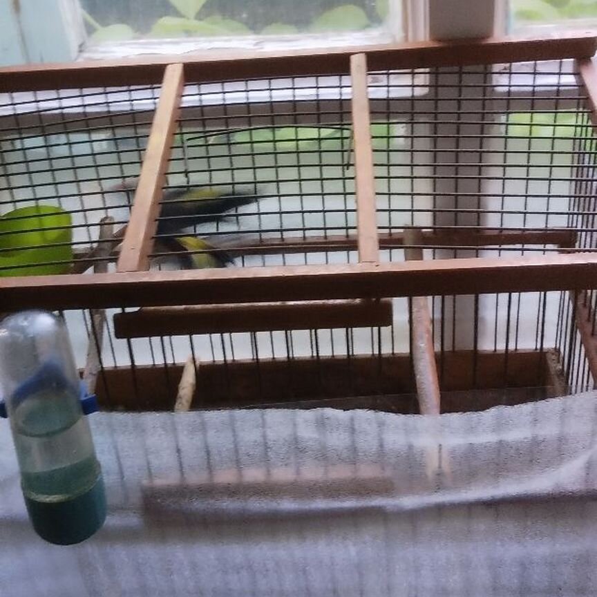 Продаю двух щеглов за три тысячи вместе с клетками