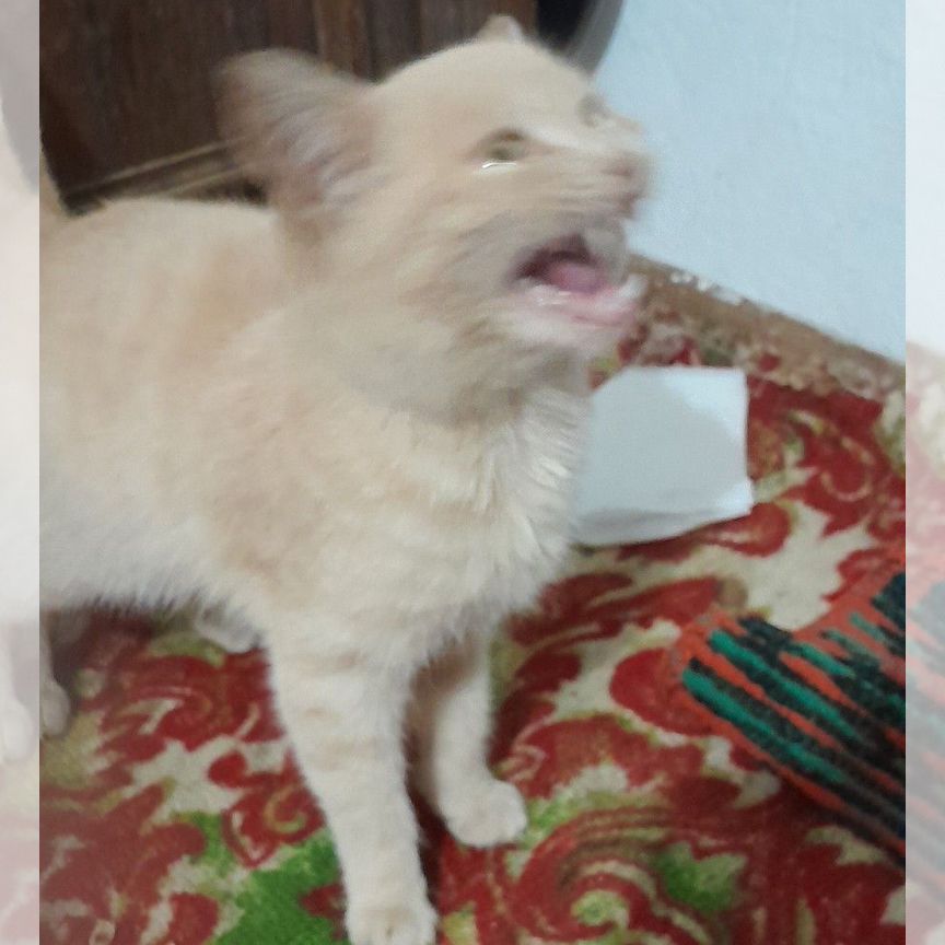 Дам кошку в добрые руки