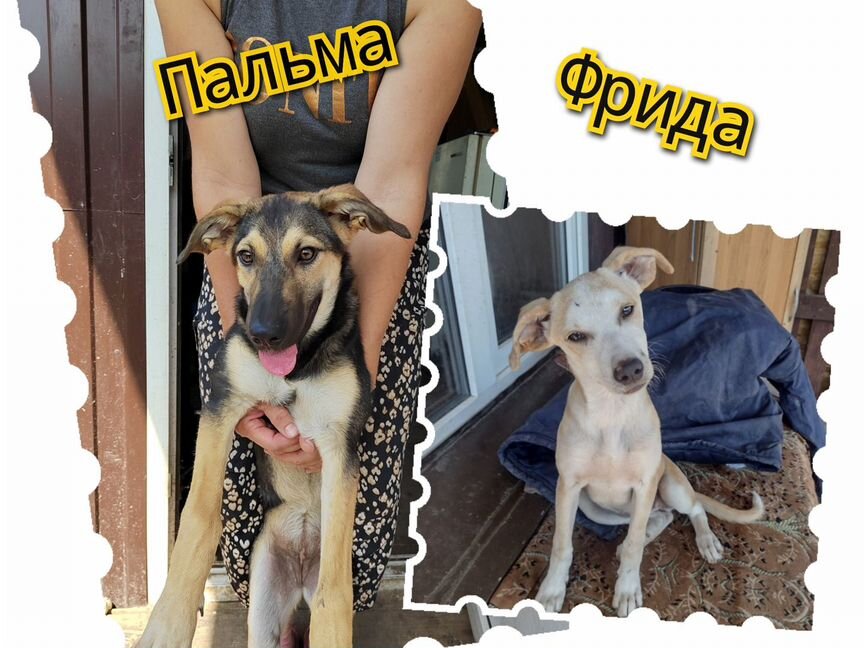 Фрида и Пальма