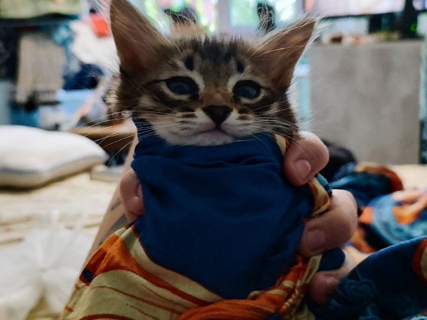 Котёнок в руки