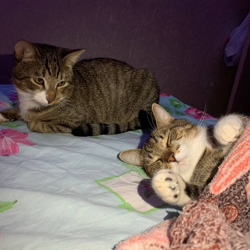 Кот / коты в добрые руки