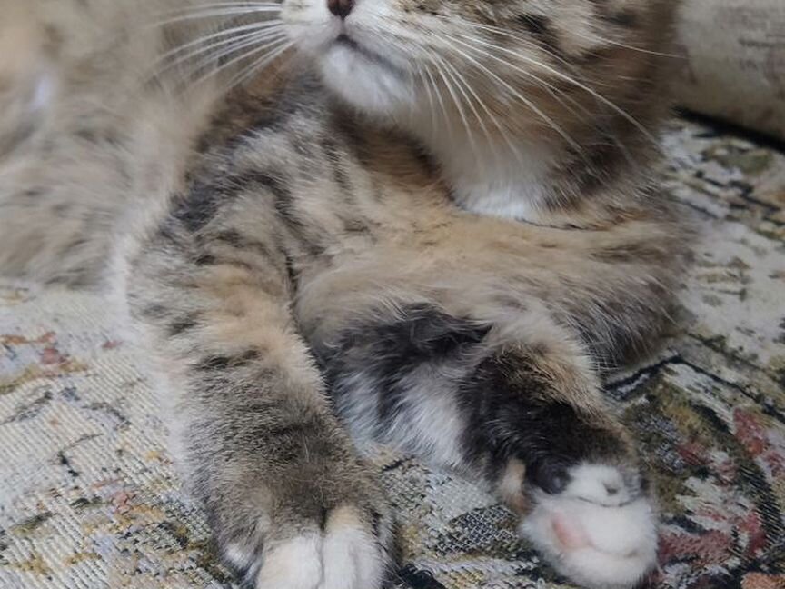 Котятки (девочки) бесплатно