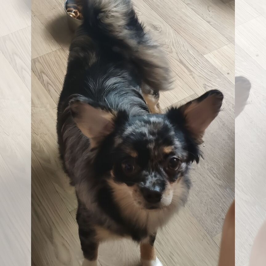 Чихуахуа, взрослая собака