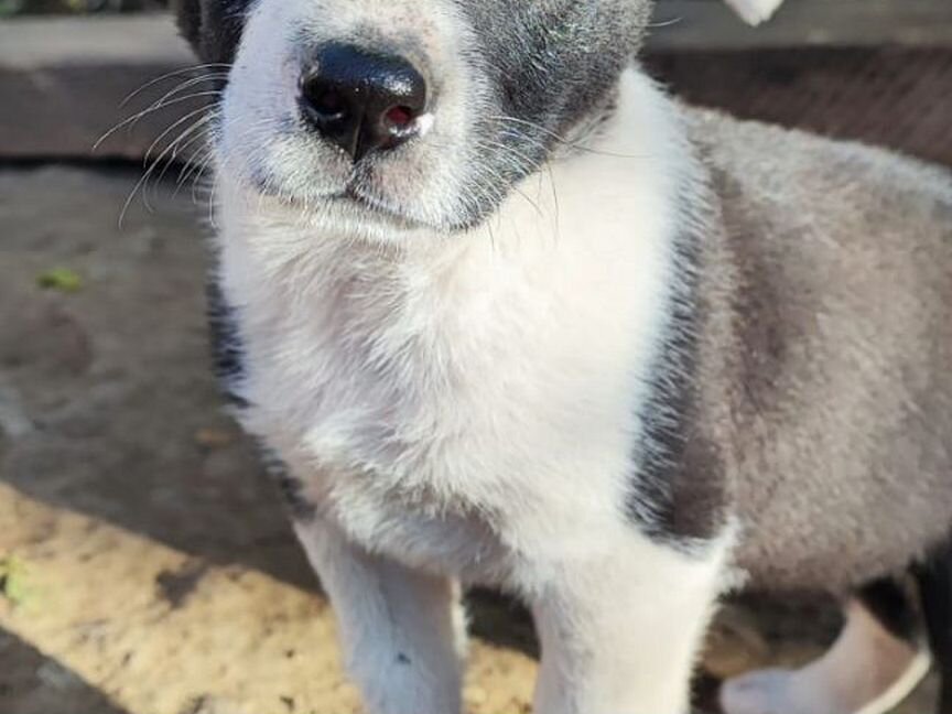Щенок Девочка голубоглазик Кмв. В добрые ручки