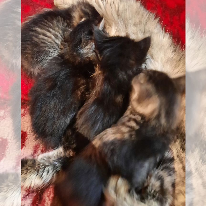 Котятки бесплатно