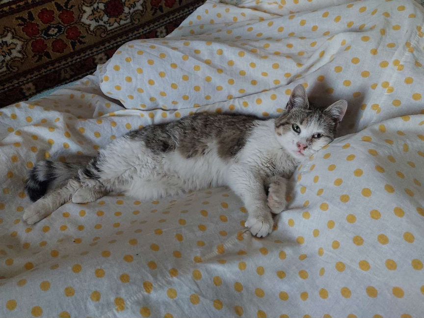 Кот Васька в дар