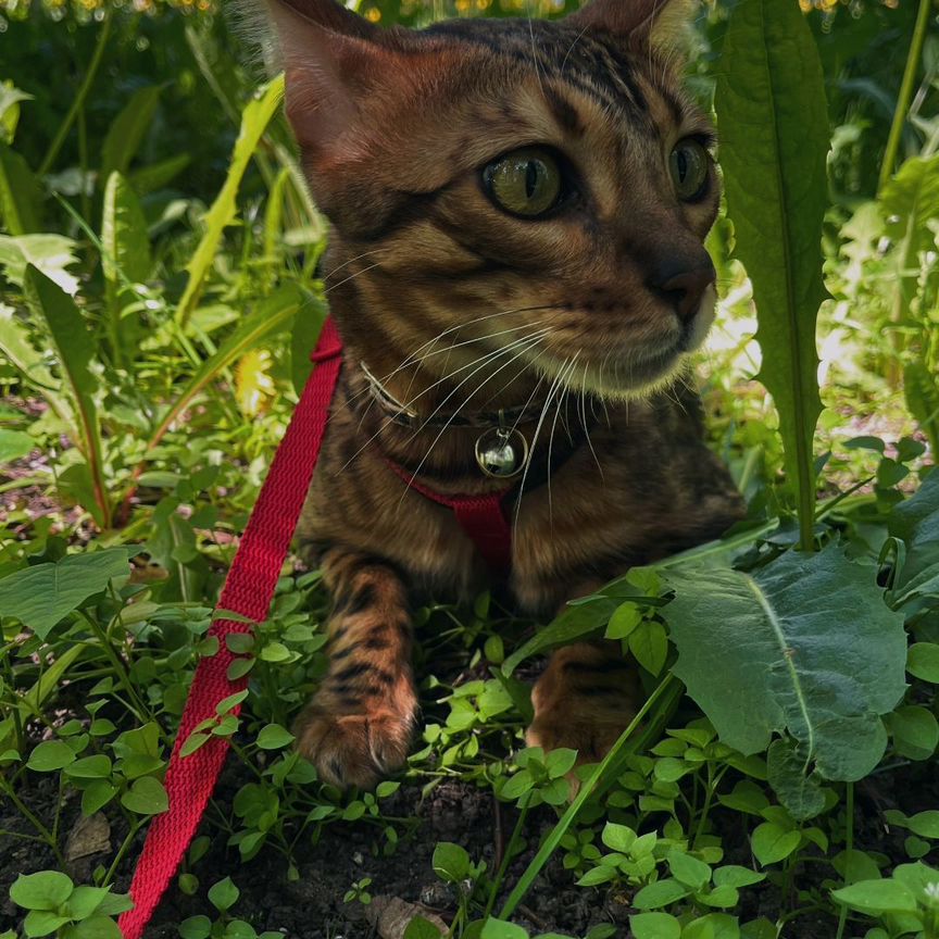 Котик Рио