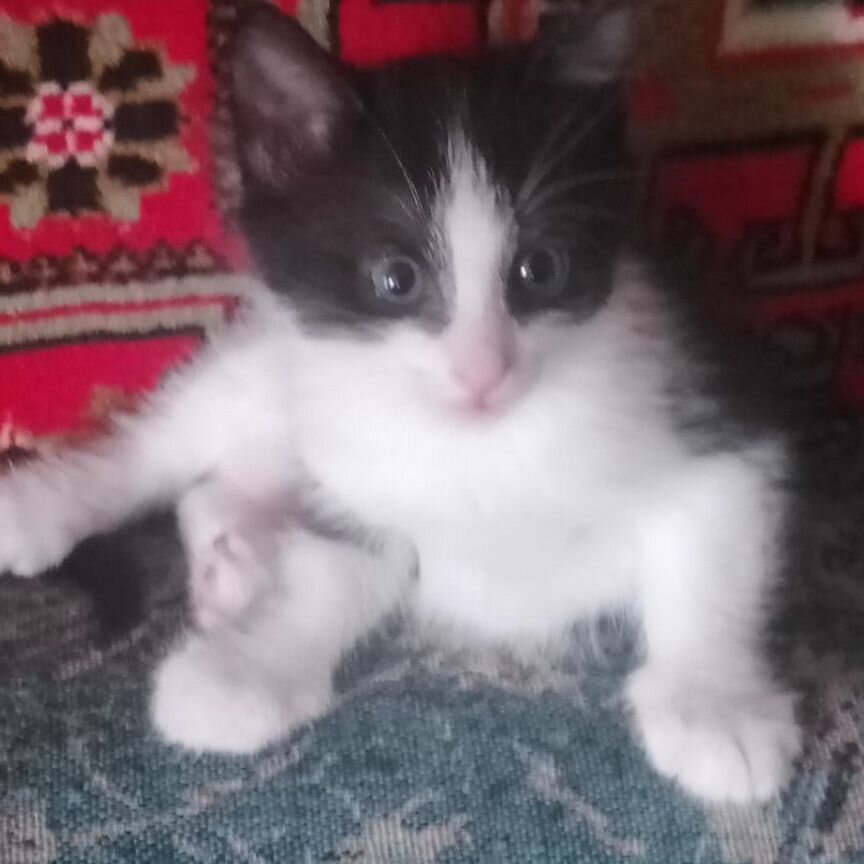 Коты